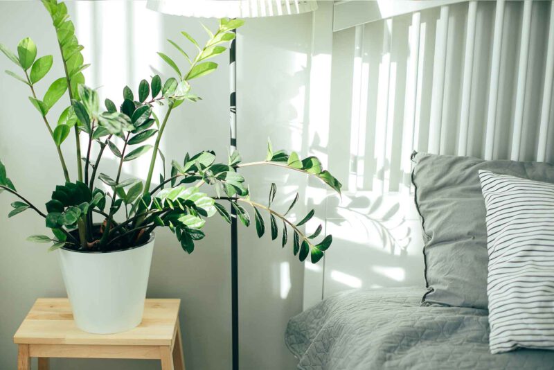 Pflanzen Schlafzimmer Feng Shui
